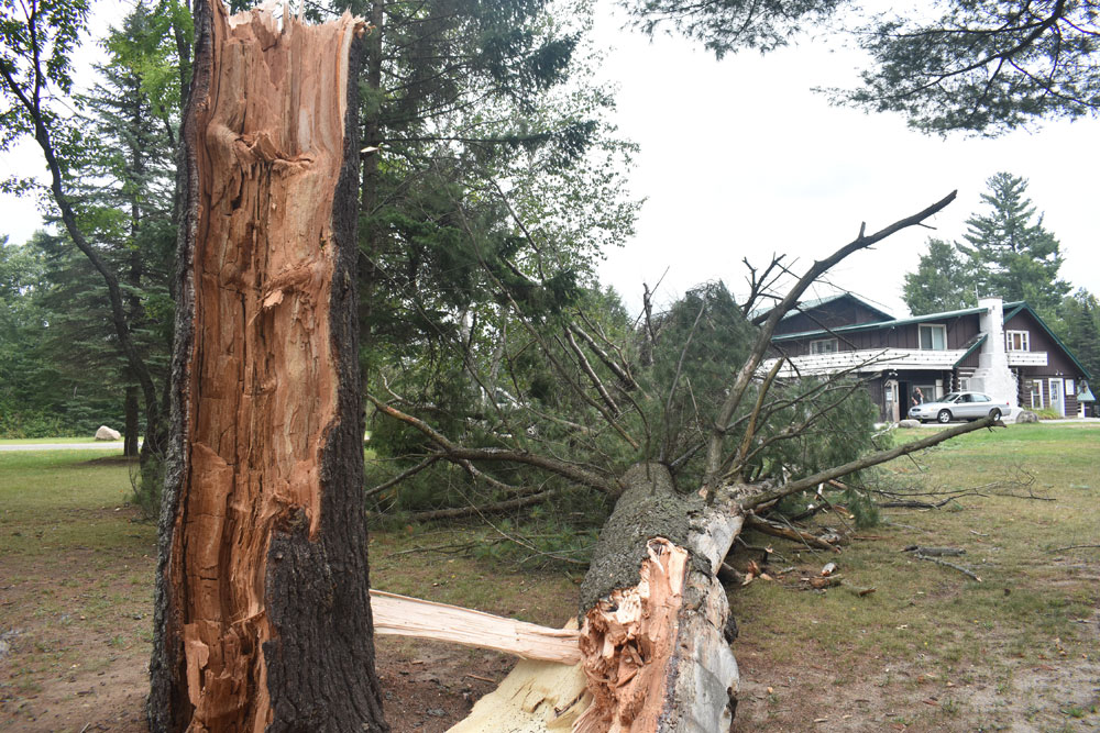 Big tree drops | News, Sports, Jobs - Adirondack Daily Enterprise